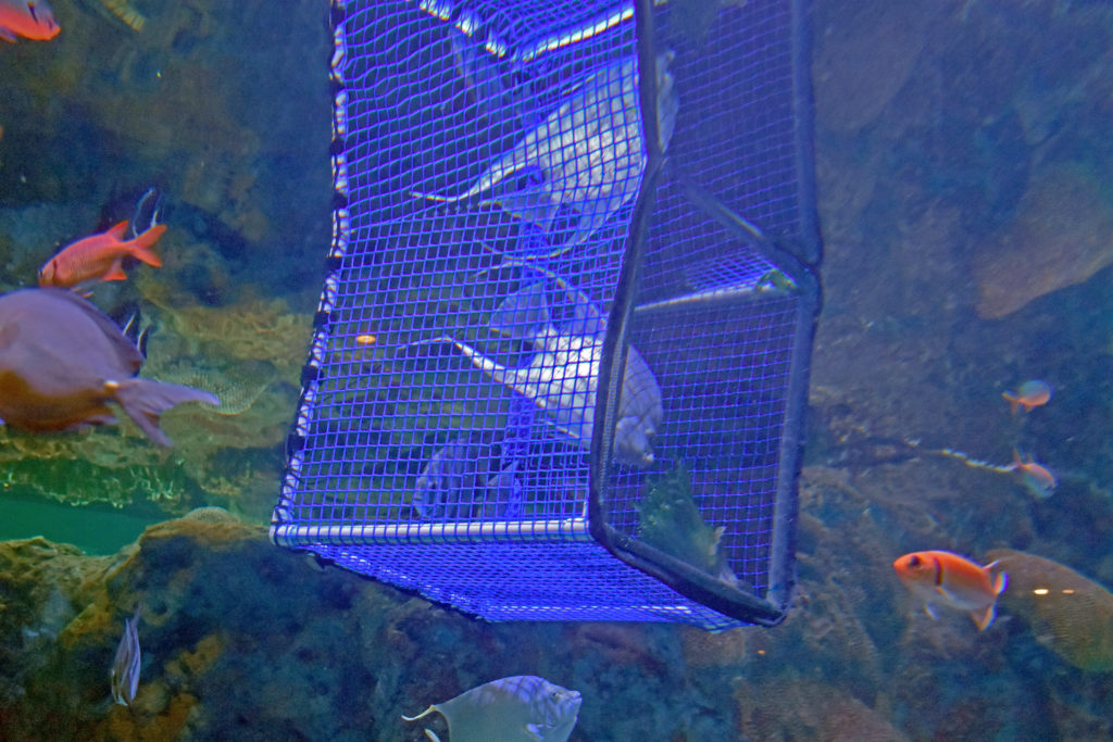 Featured Product: Modular Introduction Cubes