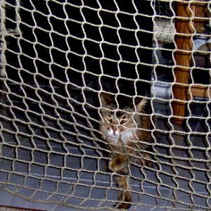 Pet Nets | Cat Nets, Dog Nets, & More